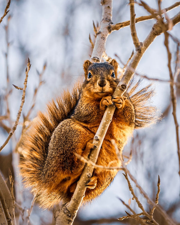Easy Breezy Cover Squirrel - Blue Moose Art Gallery