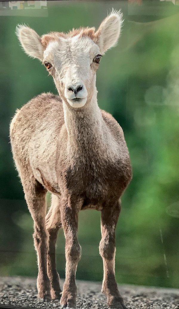 Hey Ewe - Blue Moose Art Gallery