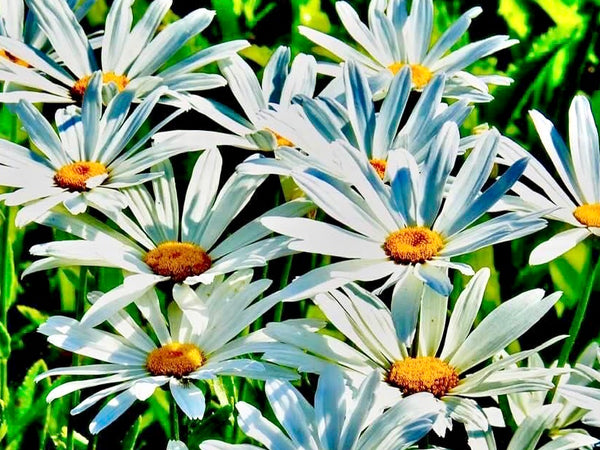 Teska Daisies card pack - Blue Moose Art Gallery