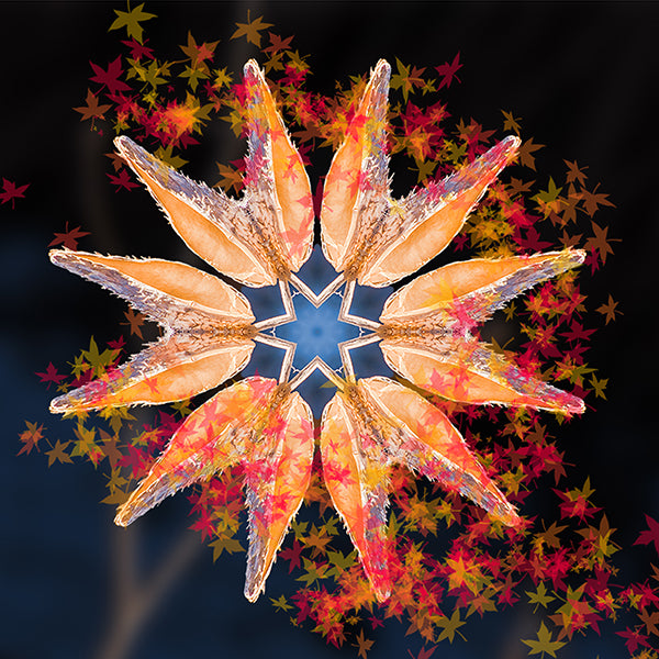 Ready to Burst - Blue Moose Art Gallery